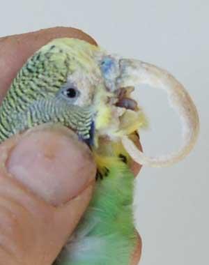 BudgieBeak